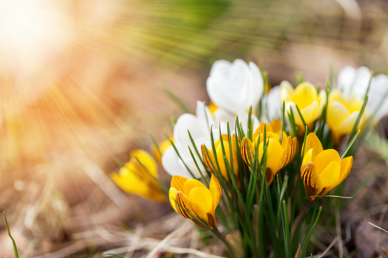Säsongsmönster Mars - Marketmate